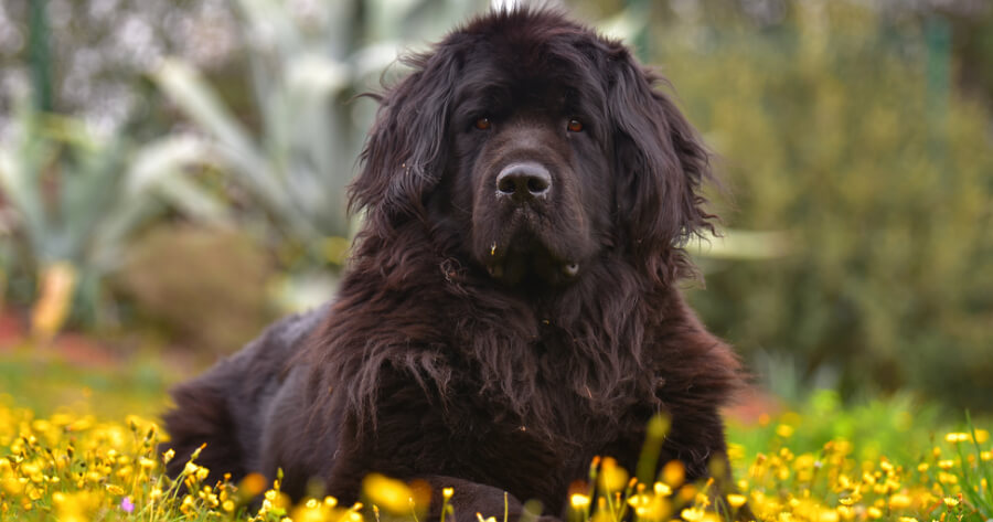 Fluffy hondenrassen: Dit zijn 20 mooiste fluffy honden